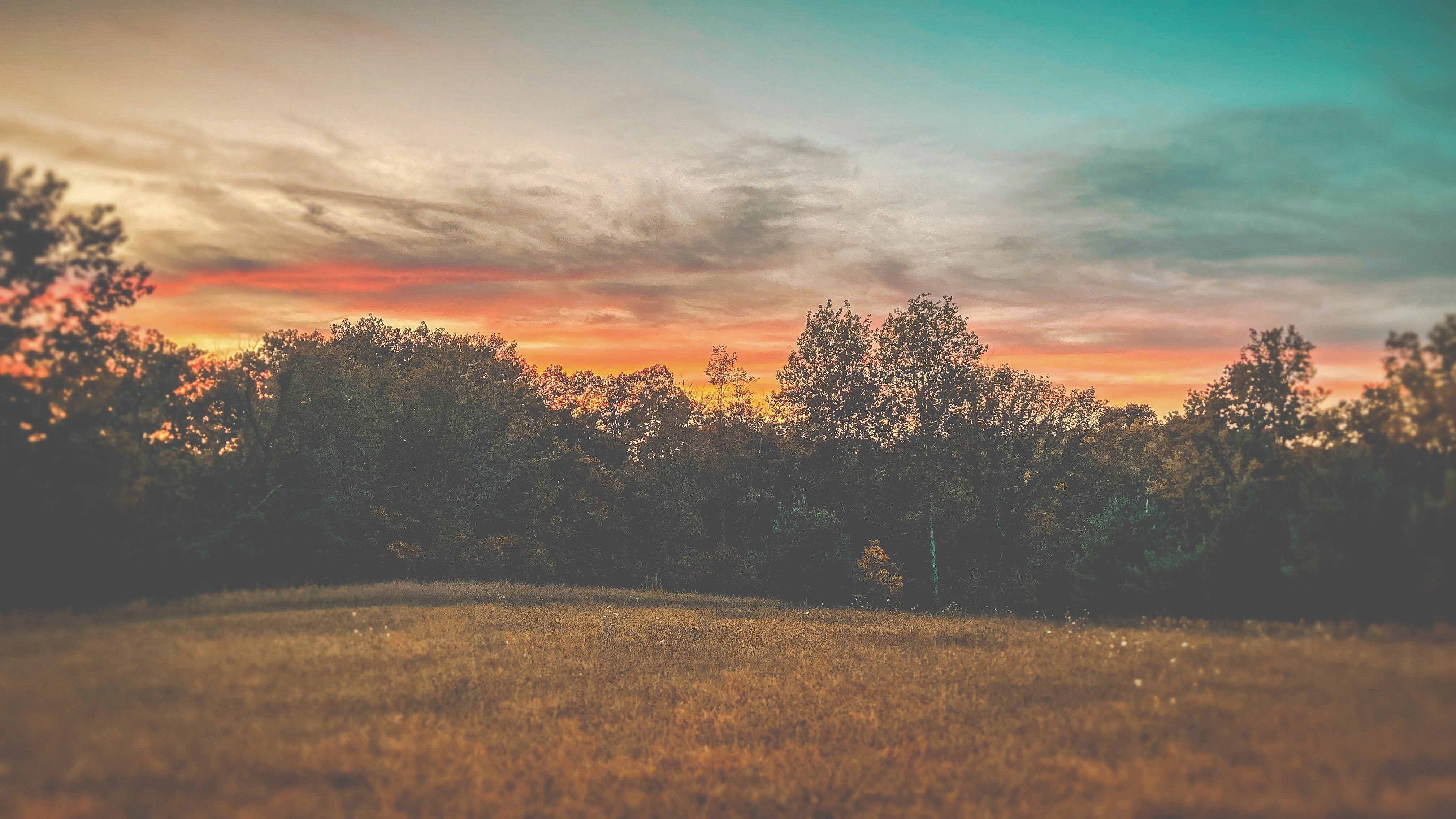 Starfall Meadow